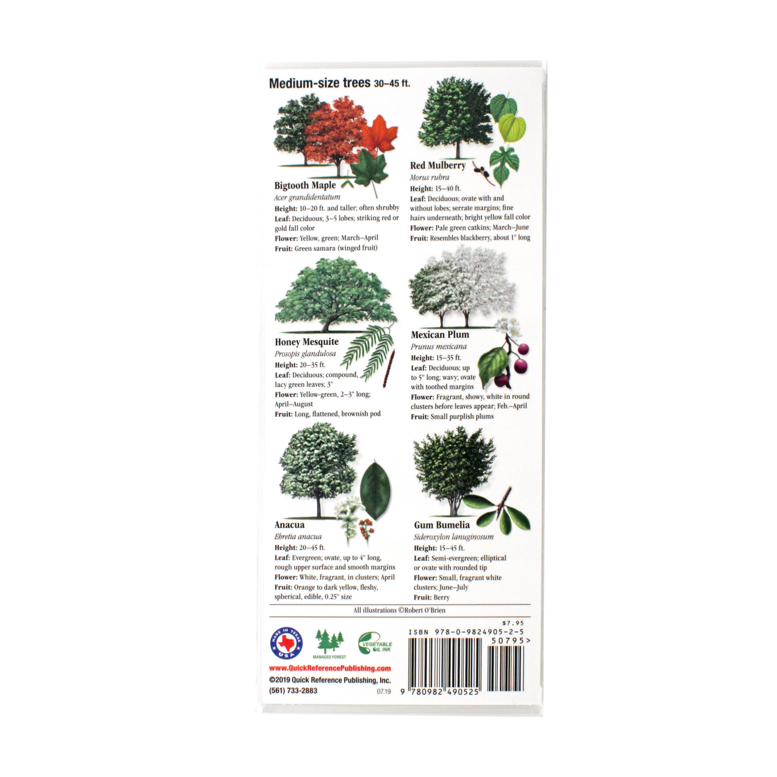 Tree Identification Chart