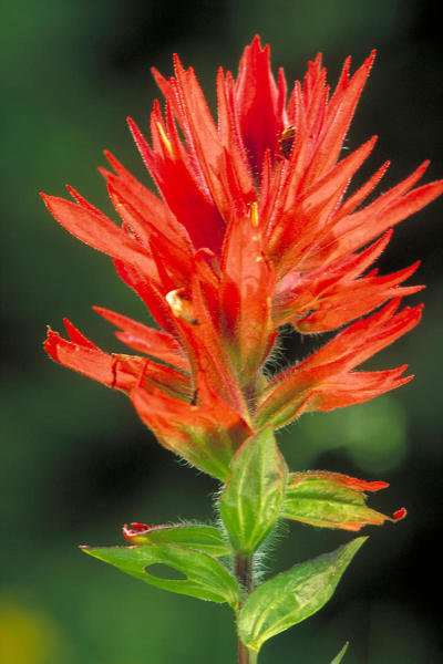 Wyoming Paintbrush (Castilleja linariifolia)