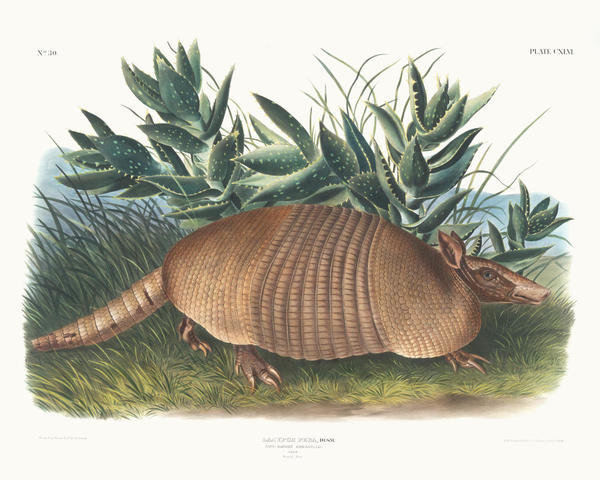 Dasypus Peba, Nine-banded Armadillo. Male, 1845