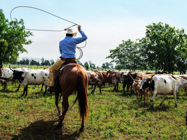A Cowhand ropes longhorn calves and heifers at a working cat